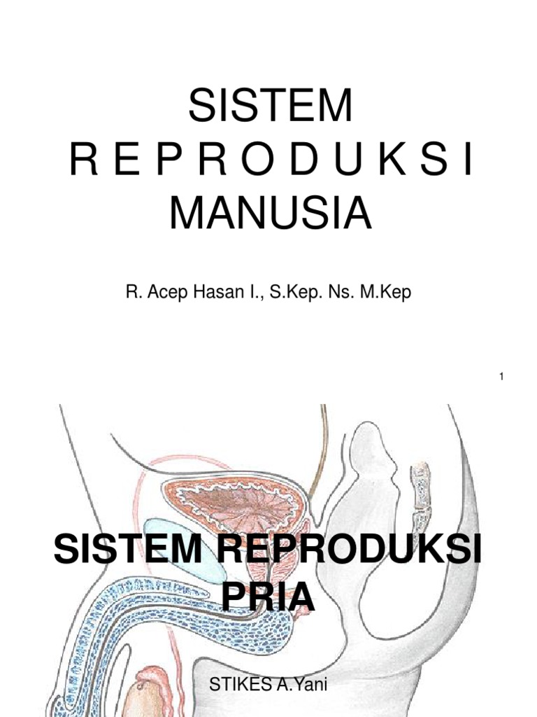 Sistem Reproduksi Manusia1 | PDF