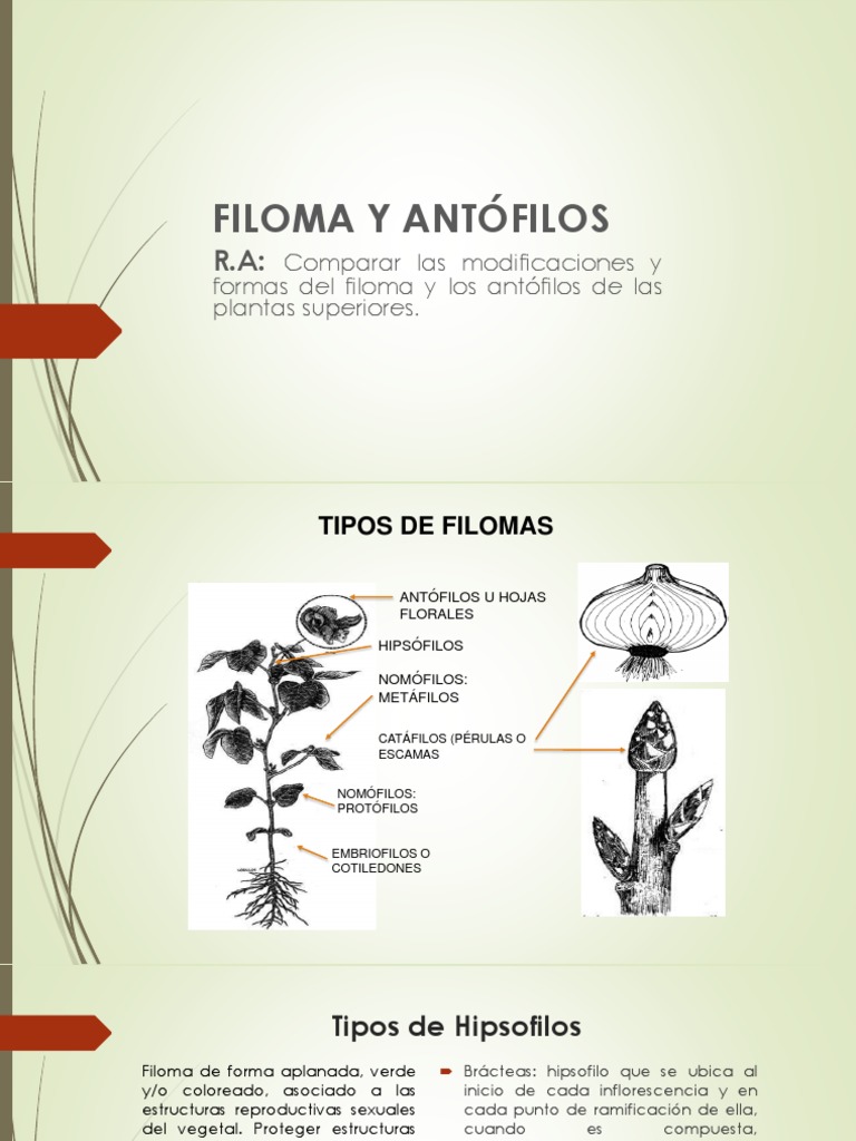Filoma y Antófilos | PDF | Flores | Reproducción de plantas