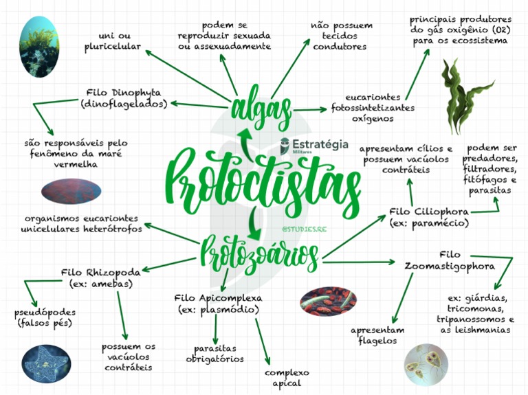 Mapa Mental - Protoctistas - Biologia | PDF