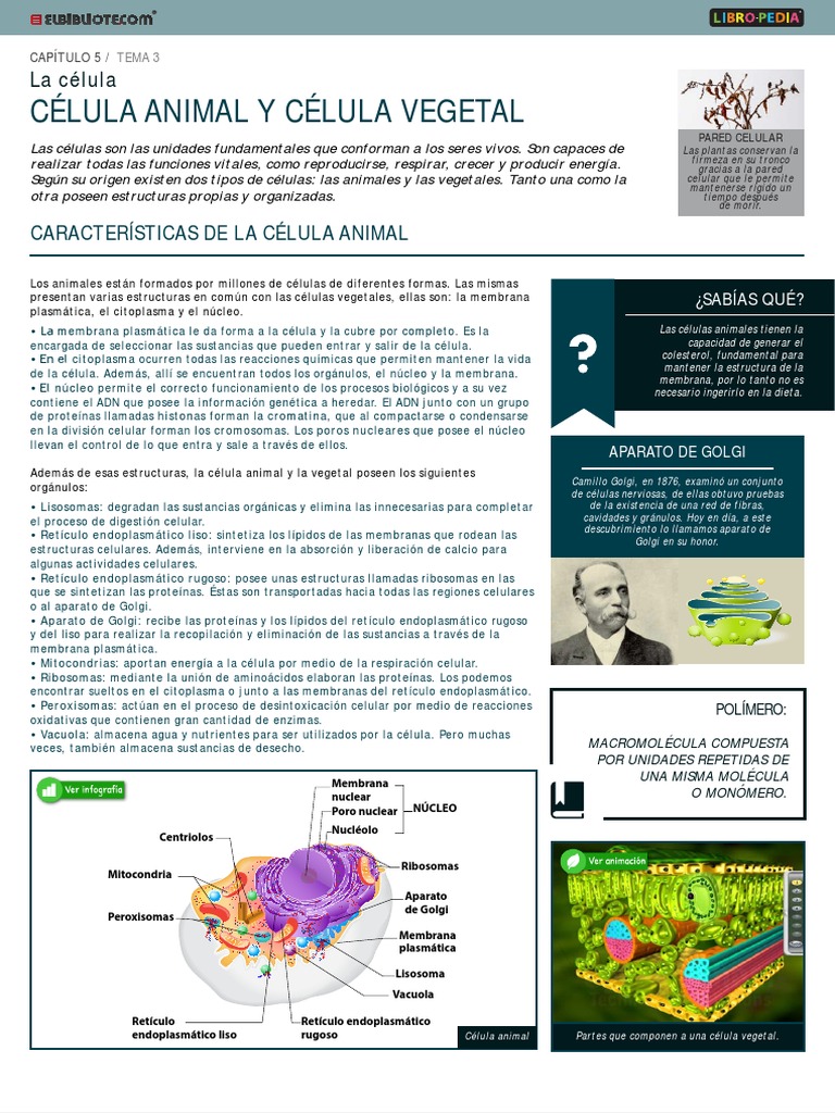 Célula Animal Y Célula Vegetal | PDF | Biología Celular) | Retículo endoplásmico