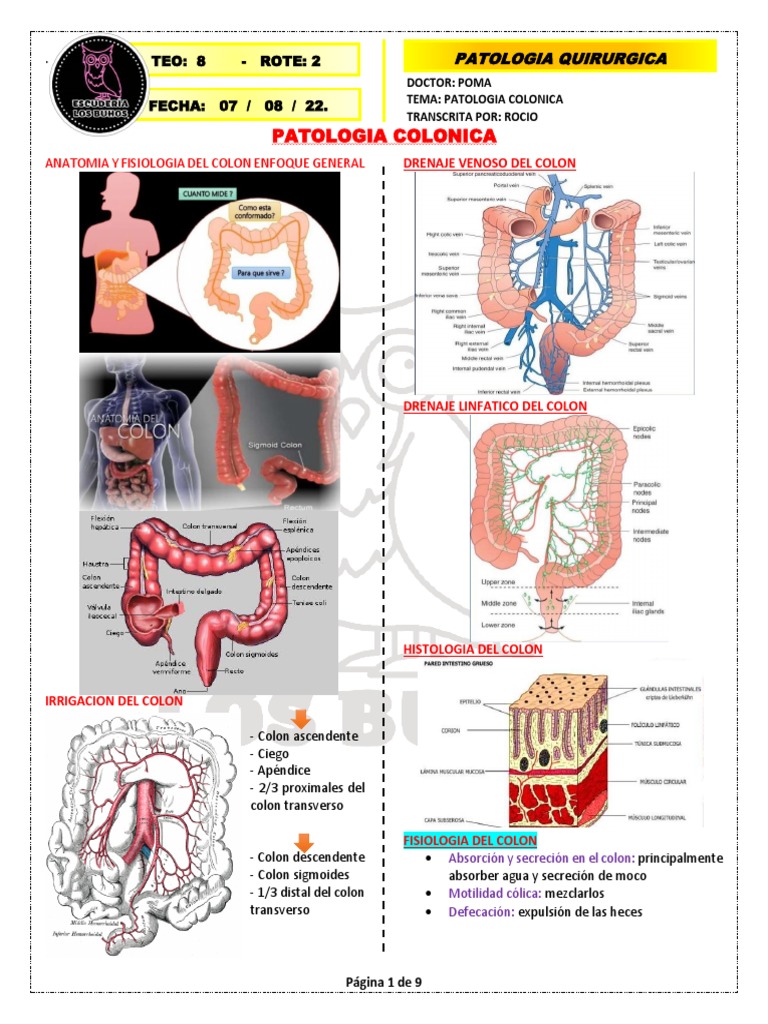 Pat Colon | PDF | Intestino grueso | Gastroenterología