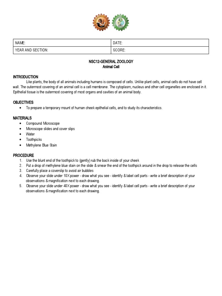 Lab 2 Animal Cells | PDF | Cell (Biology) | Staining