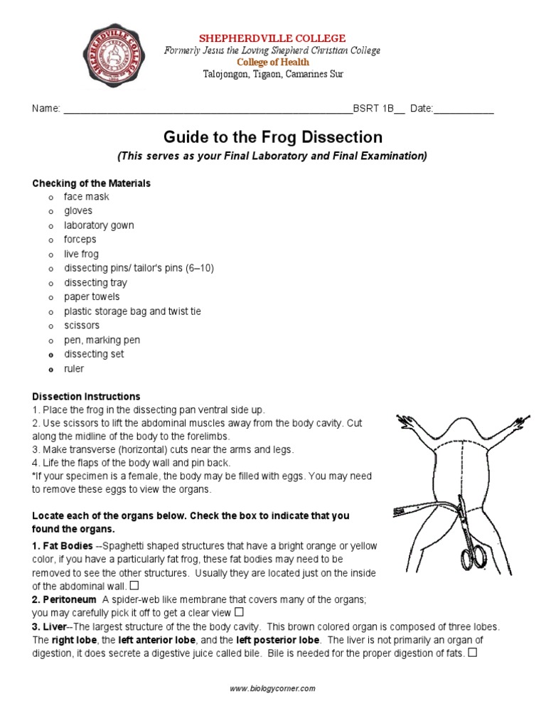 Frog Dissection Internal Anatomy Finals | PDF | Small Intestine | Digestion