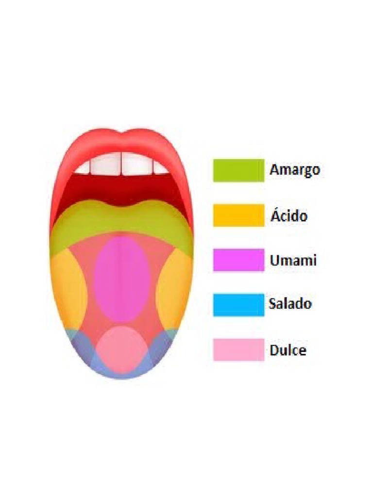 Las Zonas de Sabores | PDF