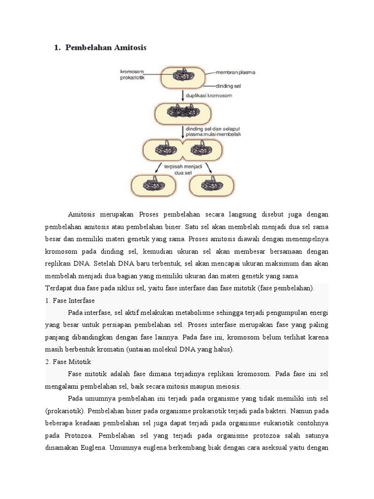 Pembelahan Sel: Amitosis, Mitosis, Meiosis | PDF