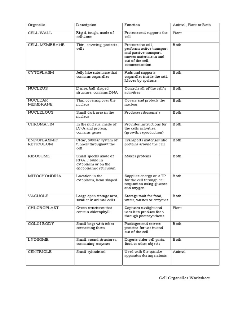 Cell Organelles Worksheet | PDF | Cell (Biology) | Endoplasmic Reticulum