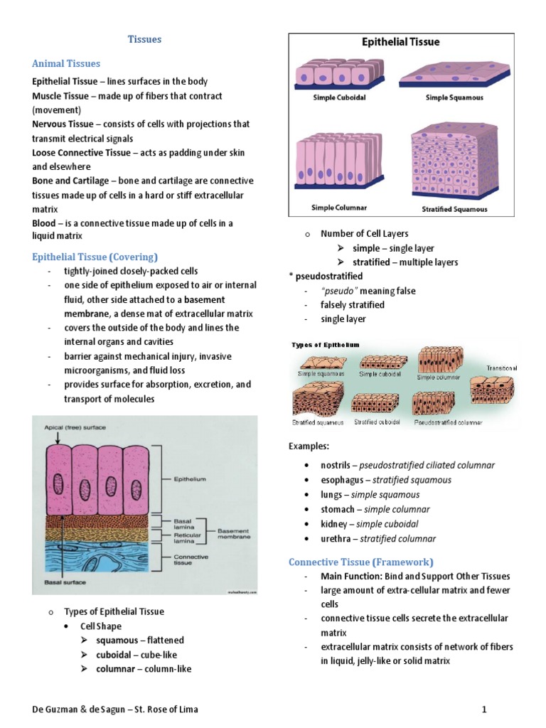 An In-Depth Exploration of Animal and Plant Tissues | PDF | Epithelium ...