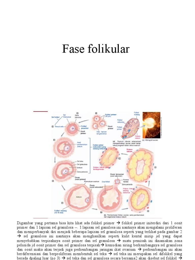 Proses Fase Folikular dan Ovulasi | PDF | Kesehatan Holistik