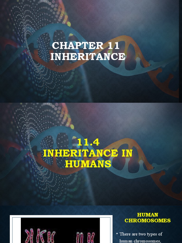 11.4 Inheritance in Humans | PDF | Dominance (Genetics) | Allele