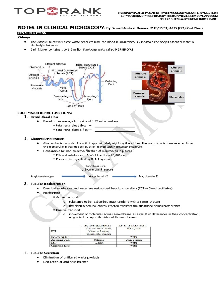 1 Handouts Clinical Microscopy Prof Gerard Ramos | PDF | Creatinine ...