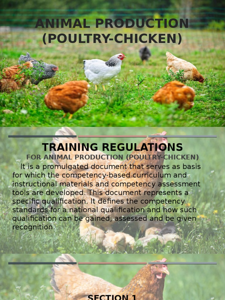 Poultry | PDF | Occupational Safety And Health | Chicken