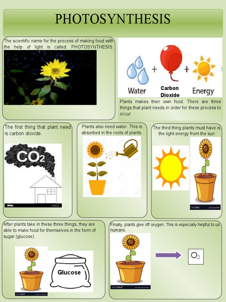Biology Photosynthesis Comic Strip | PDF