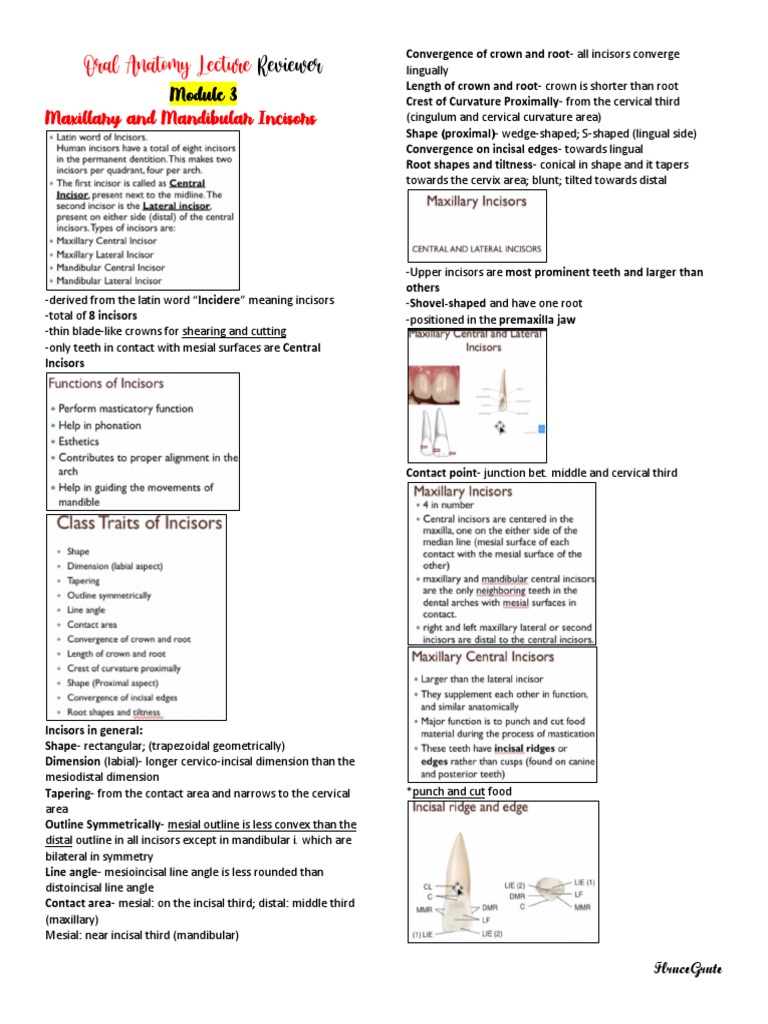3 Incisors | PDF | Dental Anatomy | Tooth