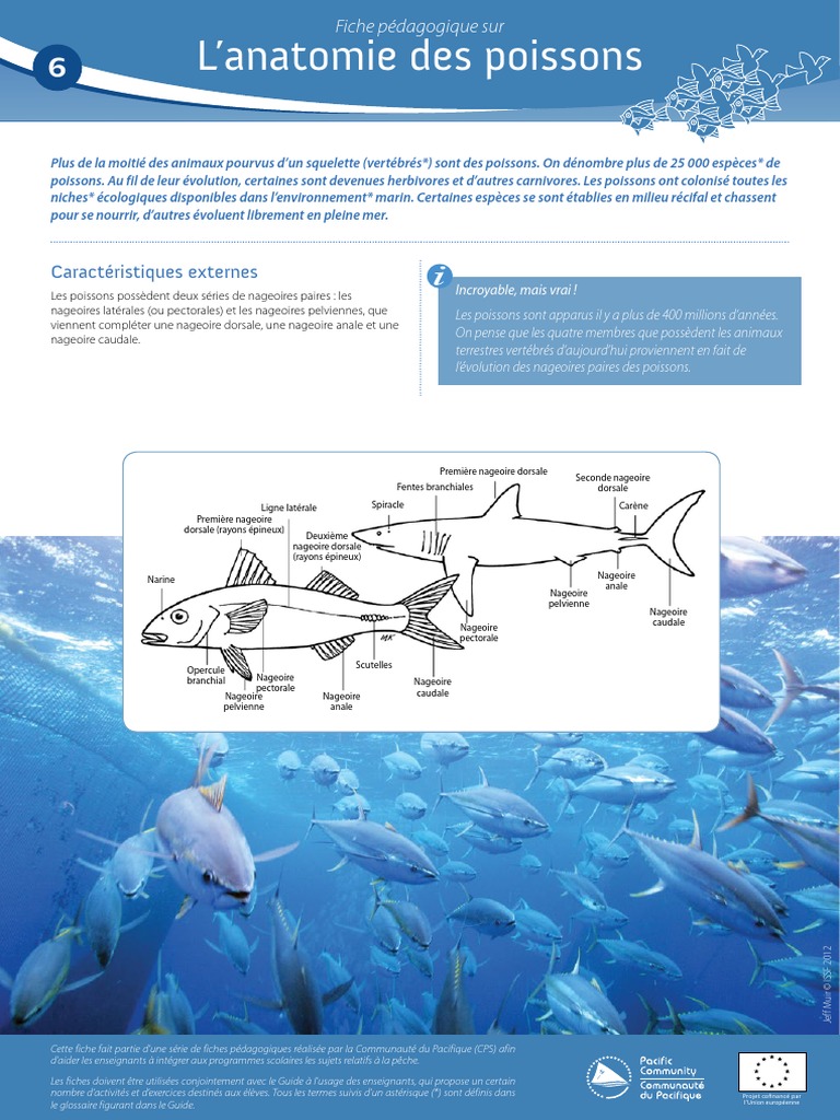 Anon 16 06 Fish Anatomy VF | PDF | Poisson | Requins