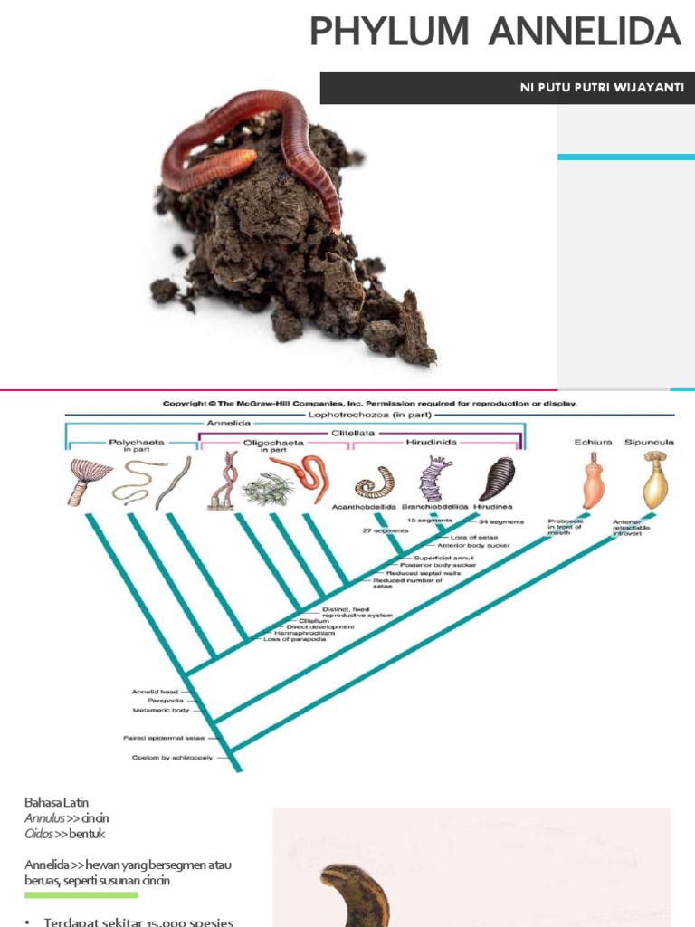 Phylum Annelida | PDF | Griya & Taman | Kesehatan Holistik