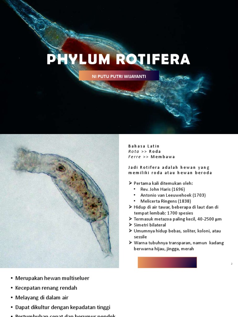 Phylum Rotifera | PDF