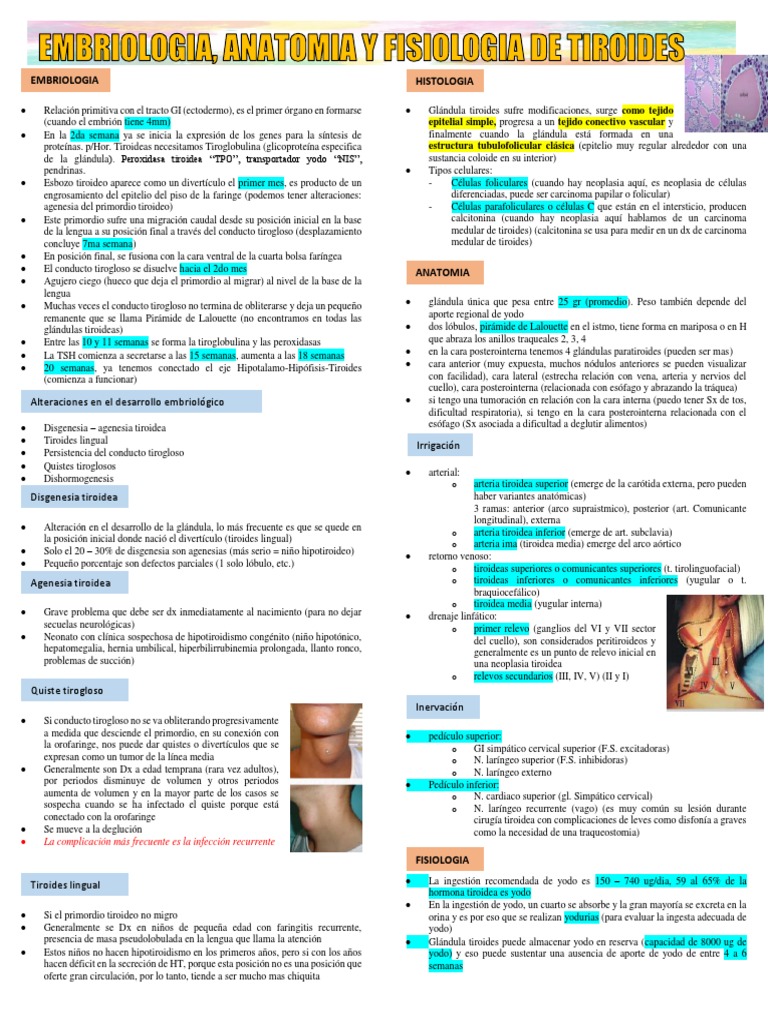 Embriología y Anatomía de la Tiroides | PDF | Tiroides | Hormona ...