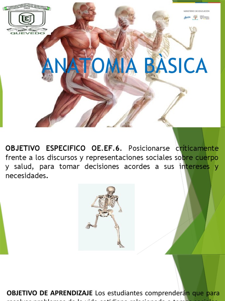 Proyecto 6 Semana 1 | PDF | Anatomía | Términos anatómicos de ubicación