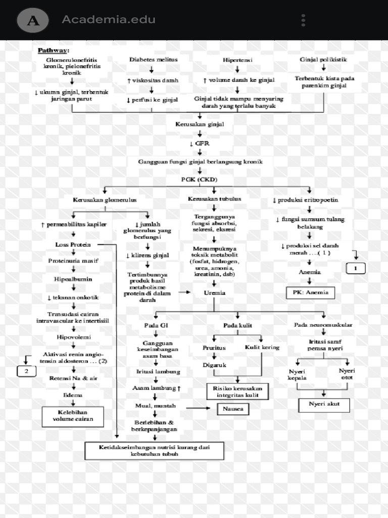 Pathway CKD Sdki Giigle | PDF