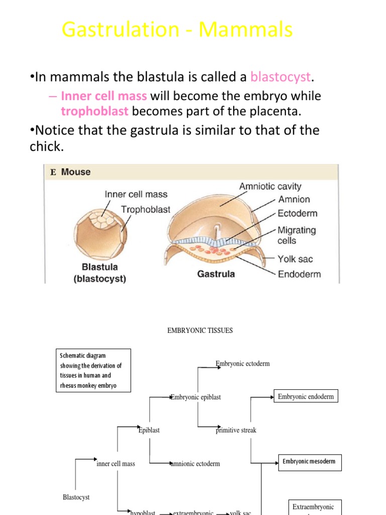 Gastrulationin Mammals | PDF | Biology | Developmental Biology