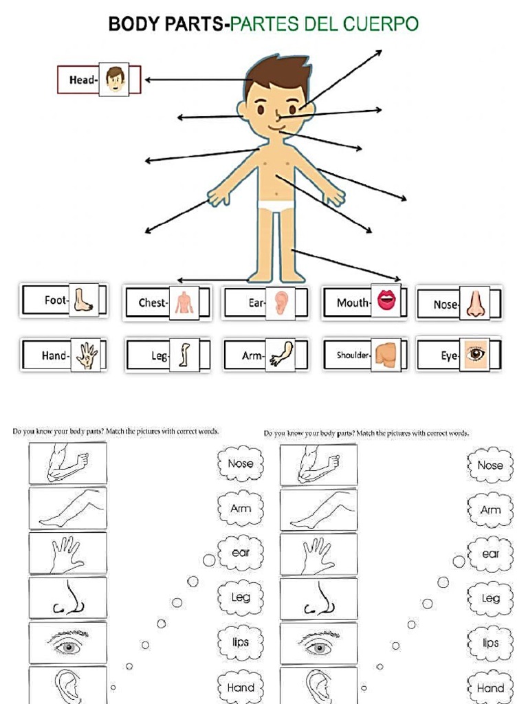 Partes Del Cuerpo en Inglés | PDF