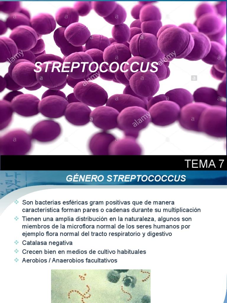 Tema 7 Streptococcus | PDF | Estreptococo | Penicilina