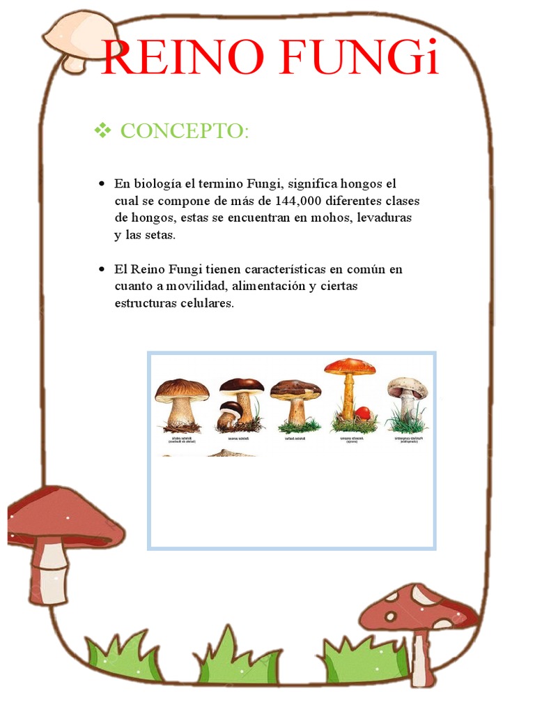 Reino Fungi | PDF
