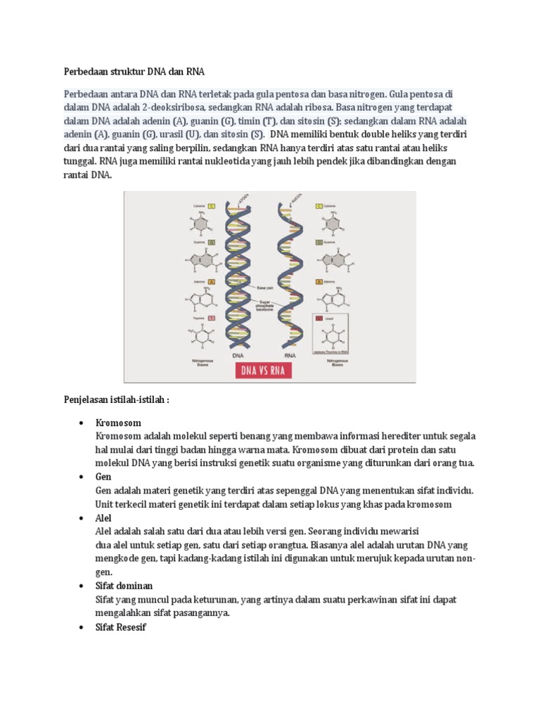 Perbedaan Struktur DNA dan RNA | PDF
