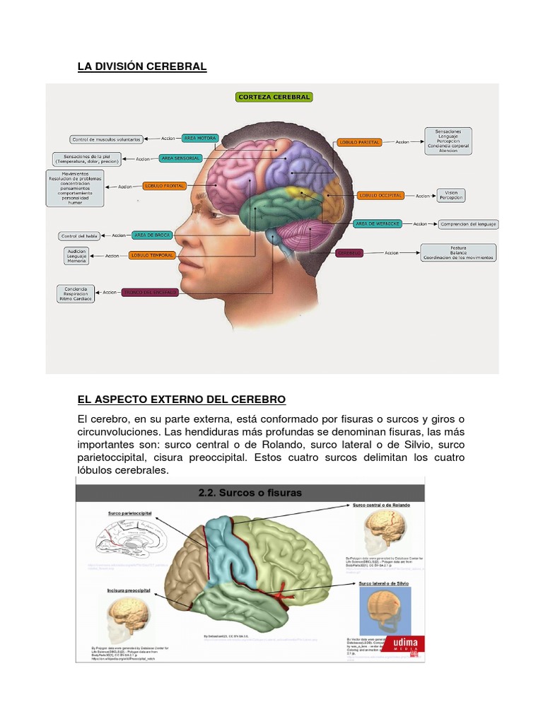 Exposición Cerebro Pdf Cerebro Hemisferio Cerebral