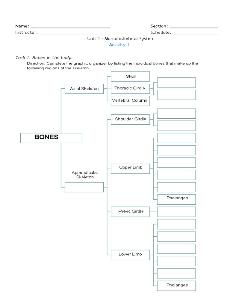 Template | PDF | Skeleton | Musculoskeletal System