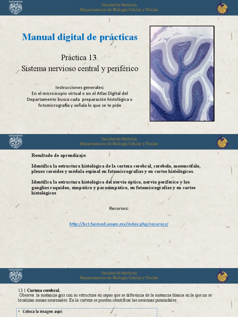 Practica 13. Sistema Nervioso | PDF | Cerebelo | Nervio