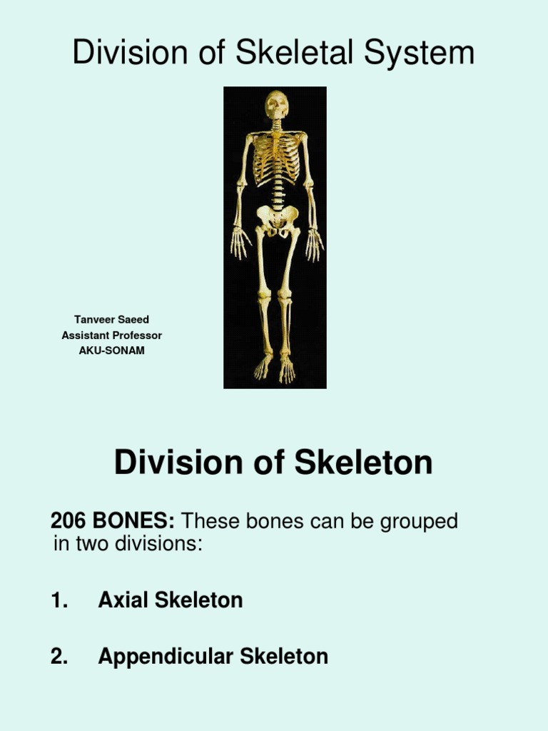 Division of Skeletal System | PDF | Skull | Human Nose