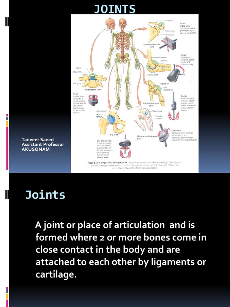 Joints Anatomy | PDF | Anatomical Terms Of Motion | Joints