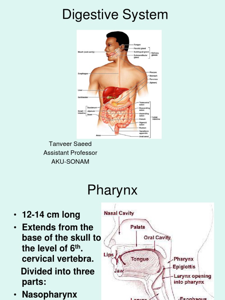 Overview of the Human Digestive System | PDF | Esophagus | Stomach
