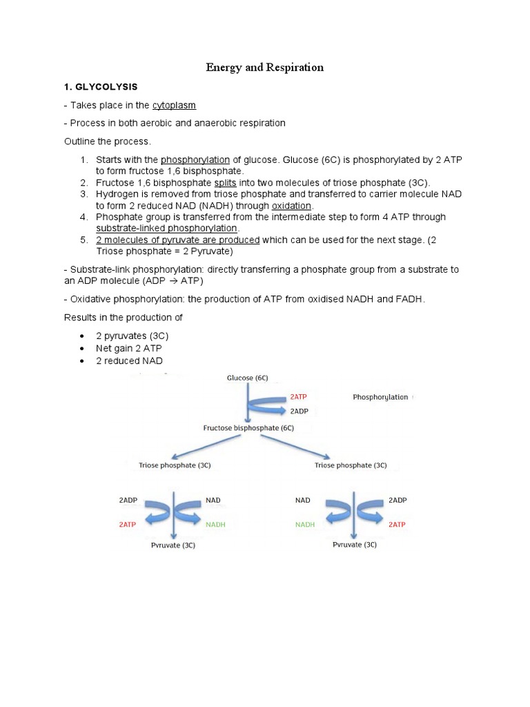 Energy Respiration Notes Download Free Pdf Adenosine Triphosphate