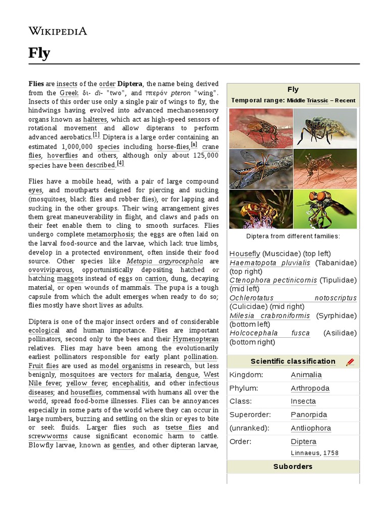 Fly Flies Are Insects of The Order Diptera, The Name Being Derived ...