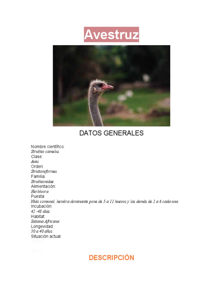 Avestruz | PDF | Ornitología | Aves