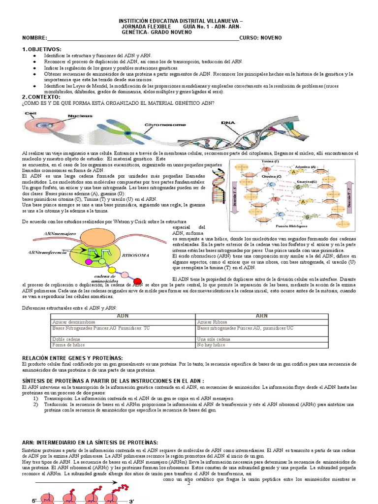 Guia Biologia 9 | PDF | Rna | Adn