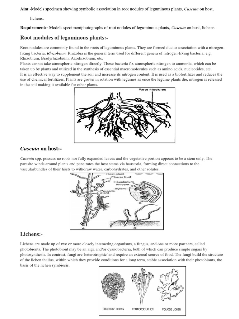 Symbiotic Associations in Plants | PDF | Home & Garden