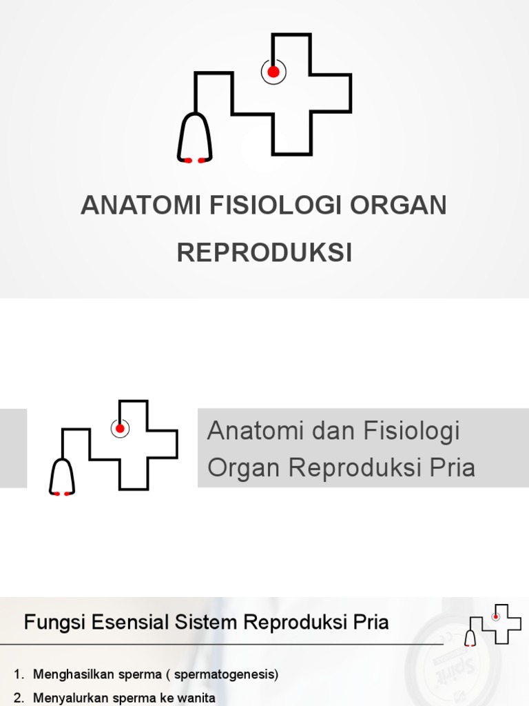01 Anatomi Dan Fisiologi Organ Reproduksi | PDF