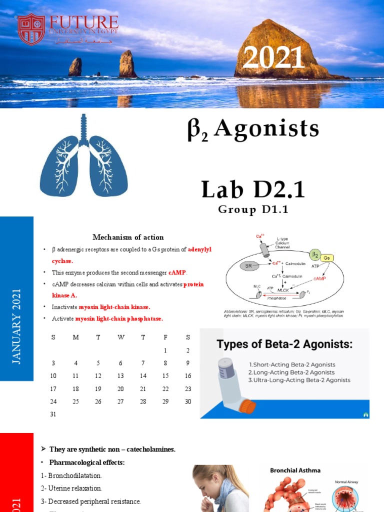 β2 Agonists Mechanism of Action and Drug Examples | PDF | Cell Biology ...