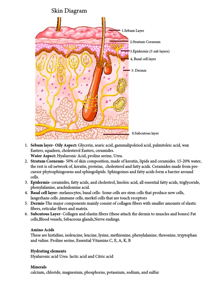 Bieu Do Skin | PDF | Skin | Epidermis