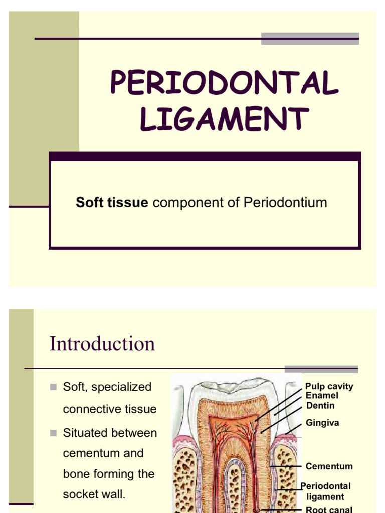 The Structure and Cellular Components of the Periodontal Ligament: A ...