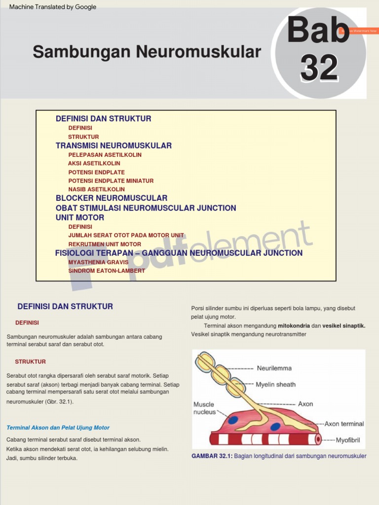 Neuromuscular Junction Trans | PDF
