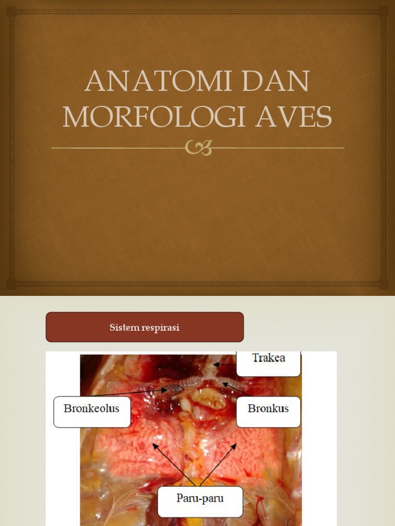 Morfologi dan Sistem Aves Lengkap | PDF | Sains & Matematika