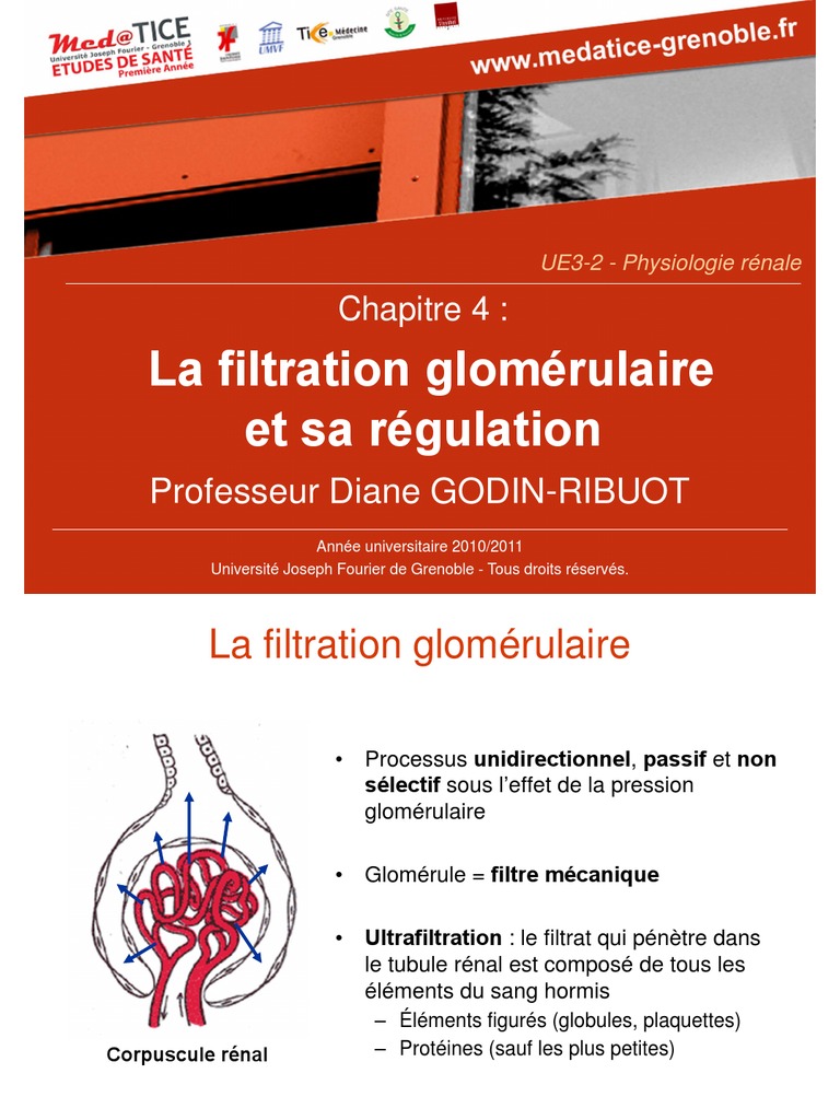 Filtration glomérulaire et régulation | PDF | Rein | Anatomie