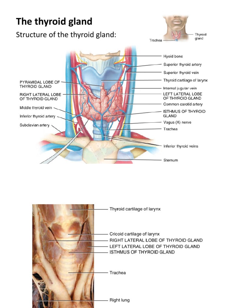 Thyroid Gland | PDF | Thyroid | Hyperthyroidism