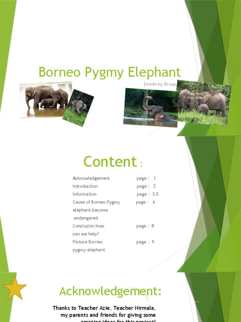 Borneo Pygmy Elephant | PDF | Elephant | Borneo