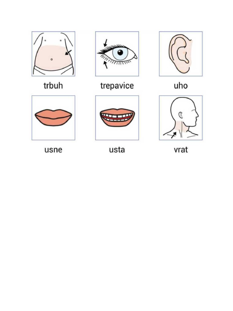 Dijelovi Tijela | PDF