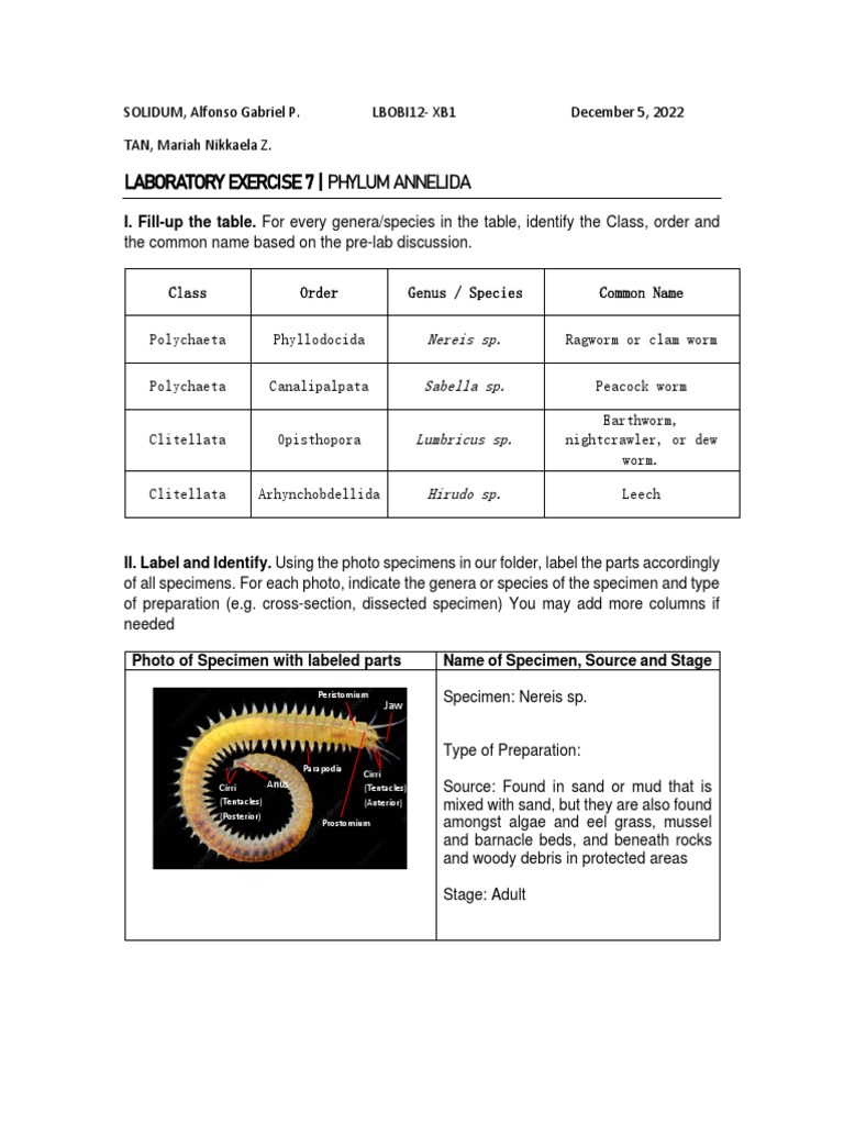 Annelida and Mollusca Lab Exercise | PDF | Molluscs